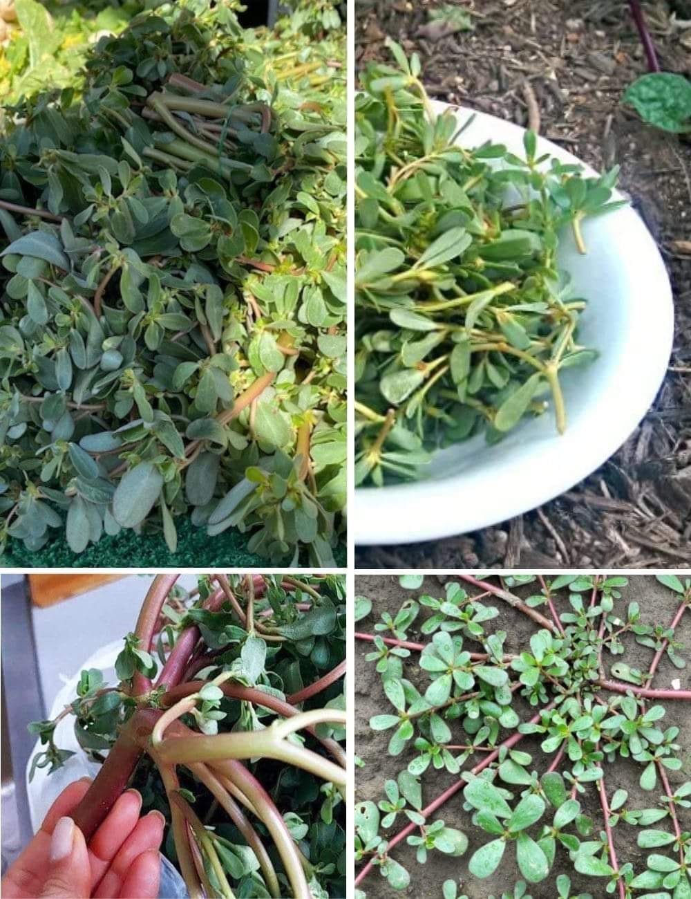 7 Reasons Why You Shouldn’t Kill Purslane in Your Garden - Fakake ... 7 Reasons Why You Shouldn’t Kill Purslane in Your Garden - Fakake ...