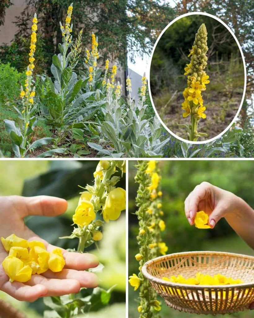 The Marvels of Mullein: A Comprehensive Guide to Its Benefits and Uses ...