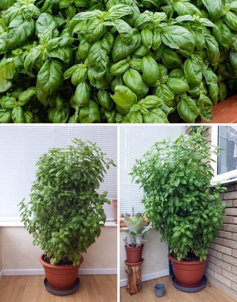 How to Plant, Grow and Harvest Basil – Complete Guide – Fakake – Home ...