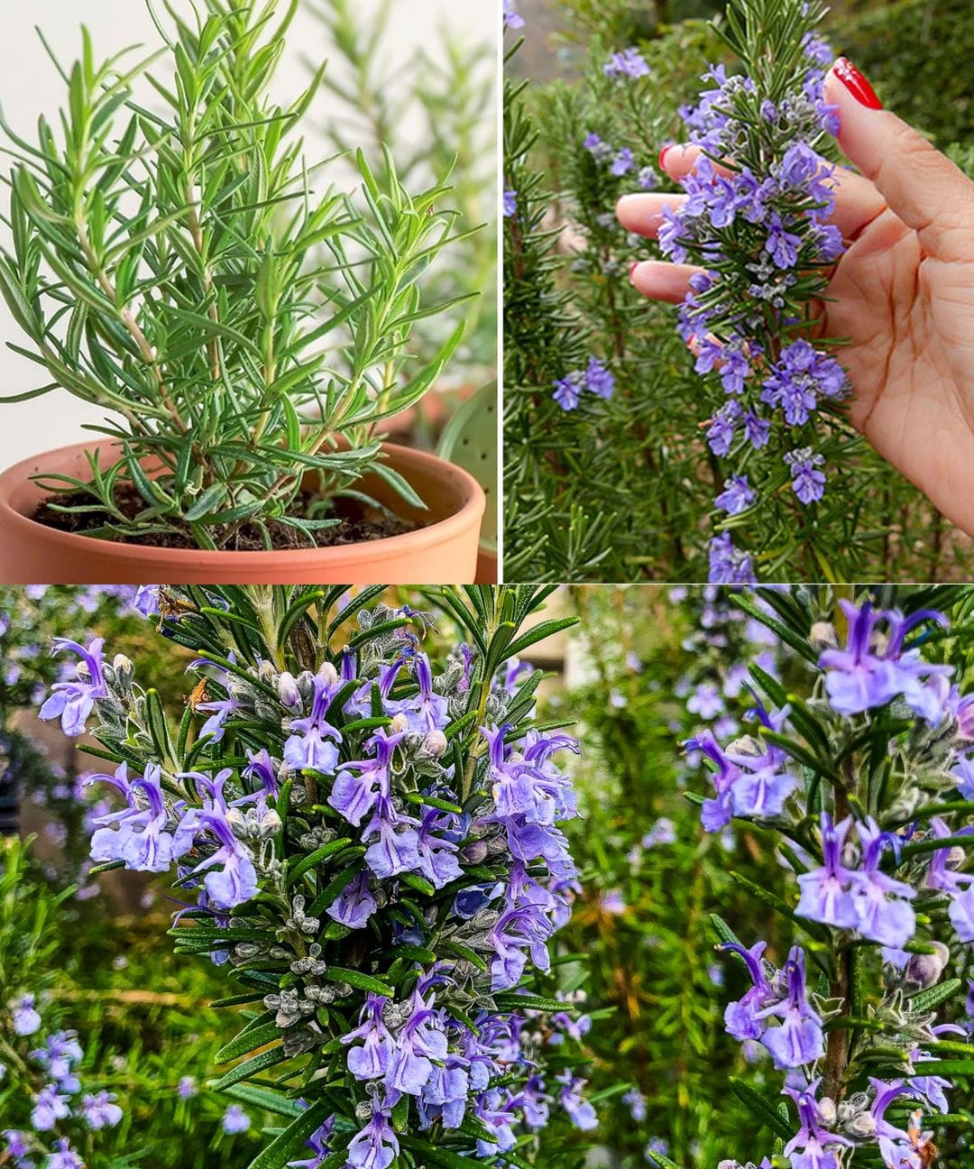 How to Make Rosemary Flowers Scent the Whole House - Fakake – Home ...