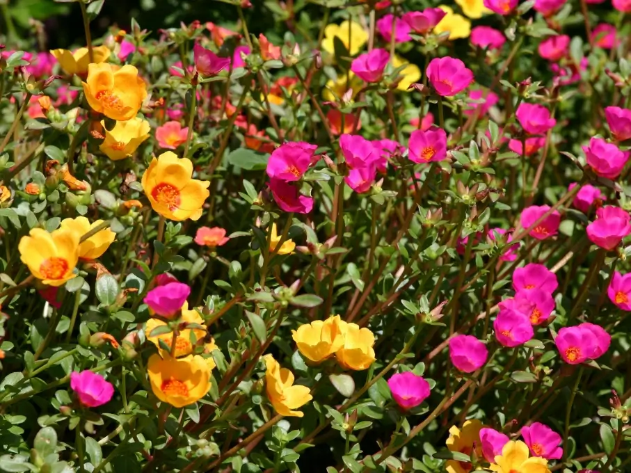 Everything You Need to Know About Portulaca Flower - Fakake – Home ...