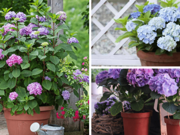 How To Grow Hydrangeas In Containers - Fakake – Home & Garden Creations