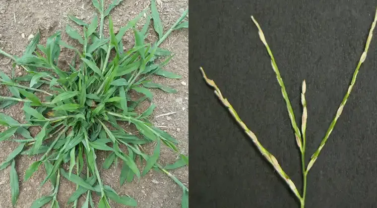 Crabgrass: A Common Backyard Plant with Surprising Health Benefits ...