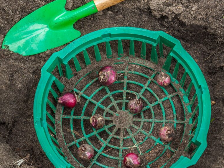 The Ultimate Guide to Planting Bulbs This Fall: Essential Tools and the ...