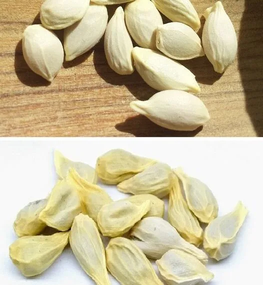 Lemon Seeds: A Hidden Treasure for Your Garden - Fakake – Home & Garden ...