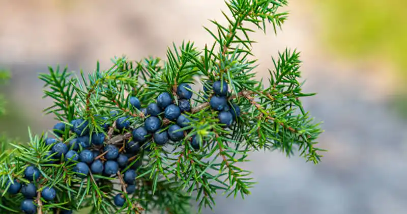 Juniper: 20 Remarkable Benefits and How to Use It - Fakake – Home ...