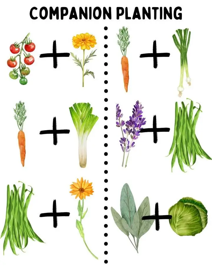15 Simple Companion Planting Pairs for a Thriving Garden - Fakake ...